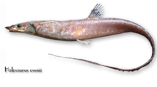Artes de Pesca: ACTINOPTERYGII