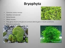 Bryophyta, ~ Learneeng
