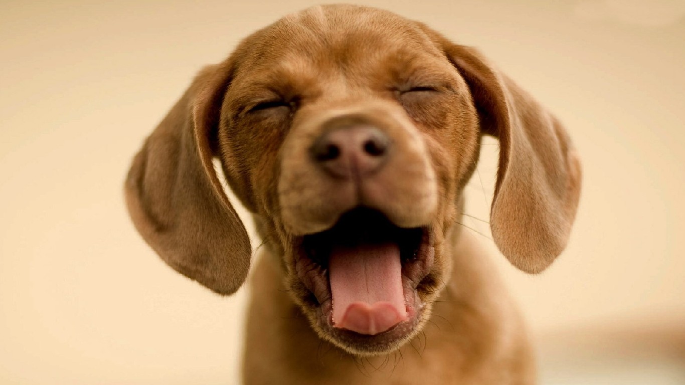 Blog de palma2mex : Wallpapers de Perritos