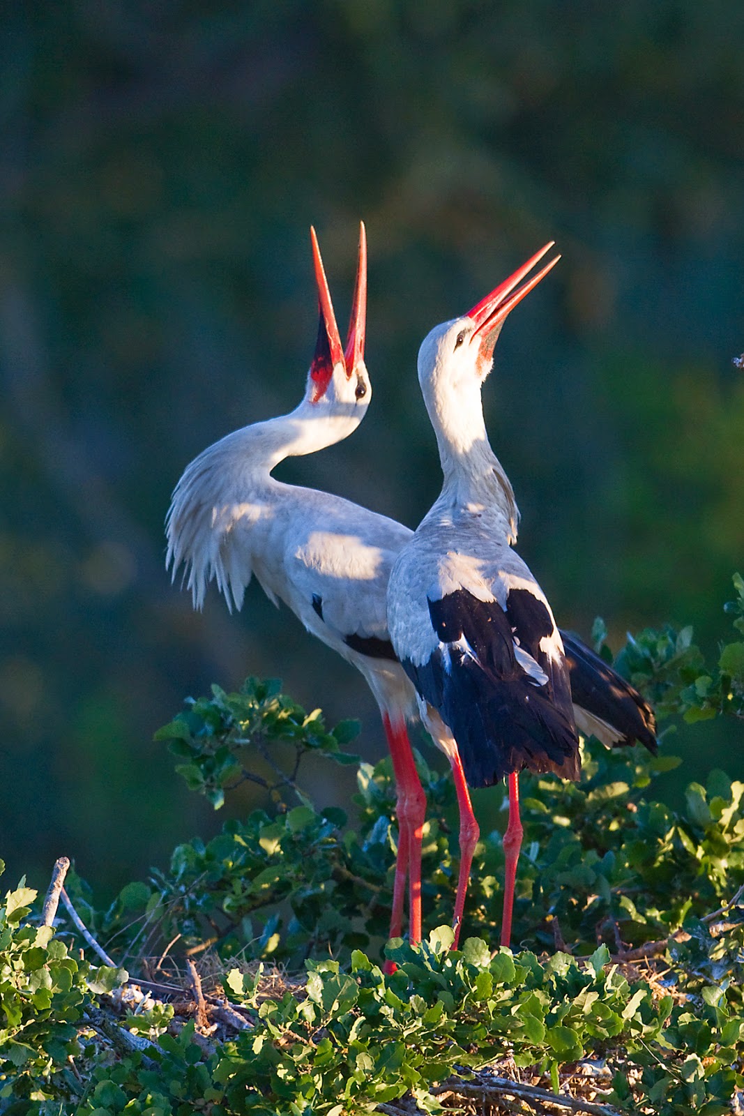 PETER'S PORTFOLIO..............Bird & Wildlife Photography: White Storks