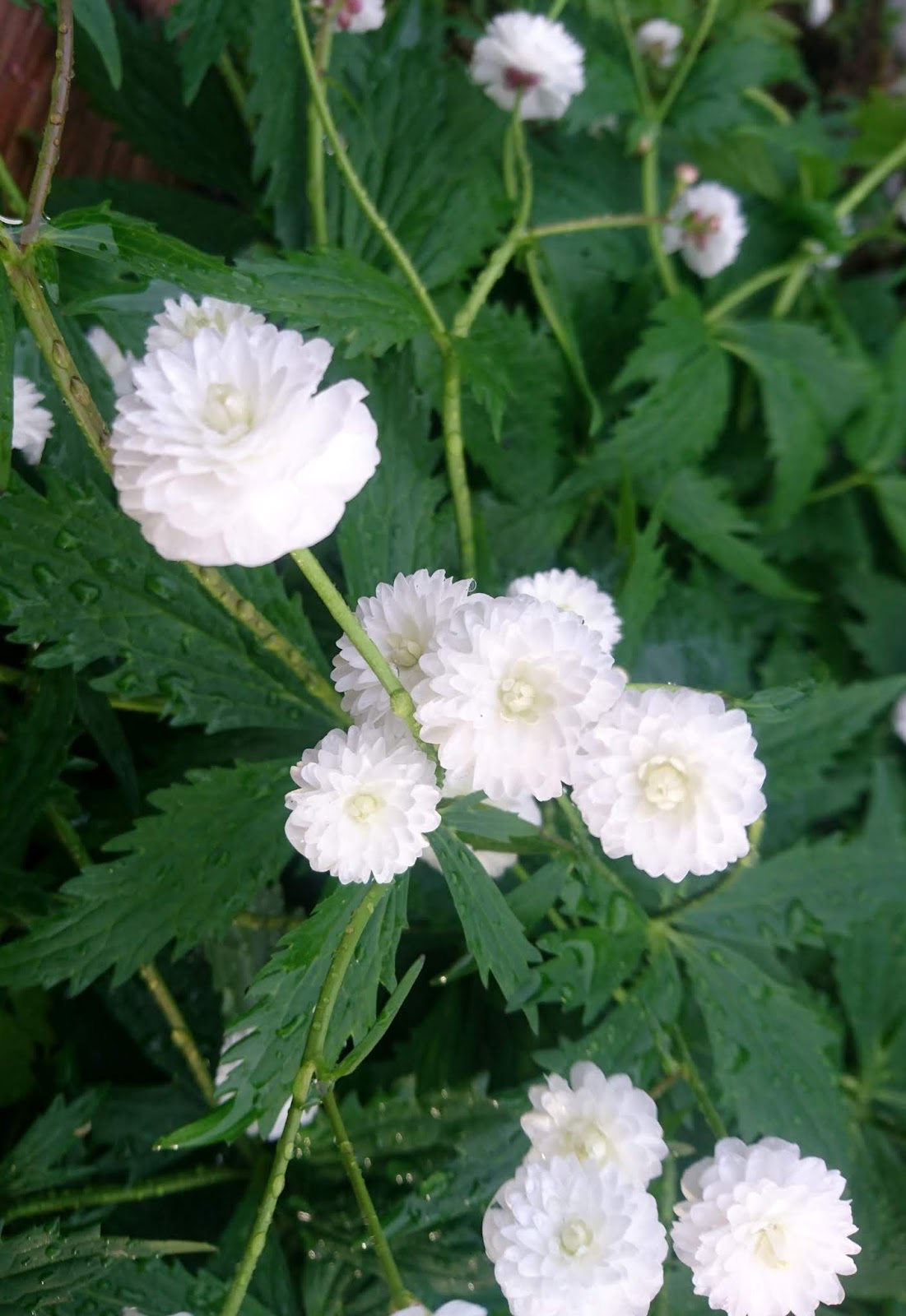 Gamle favorittstauder fra nord