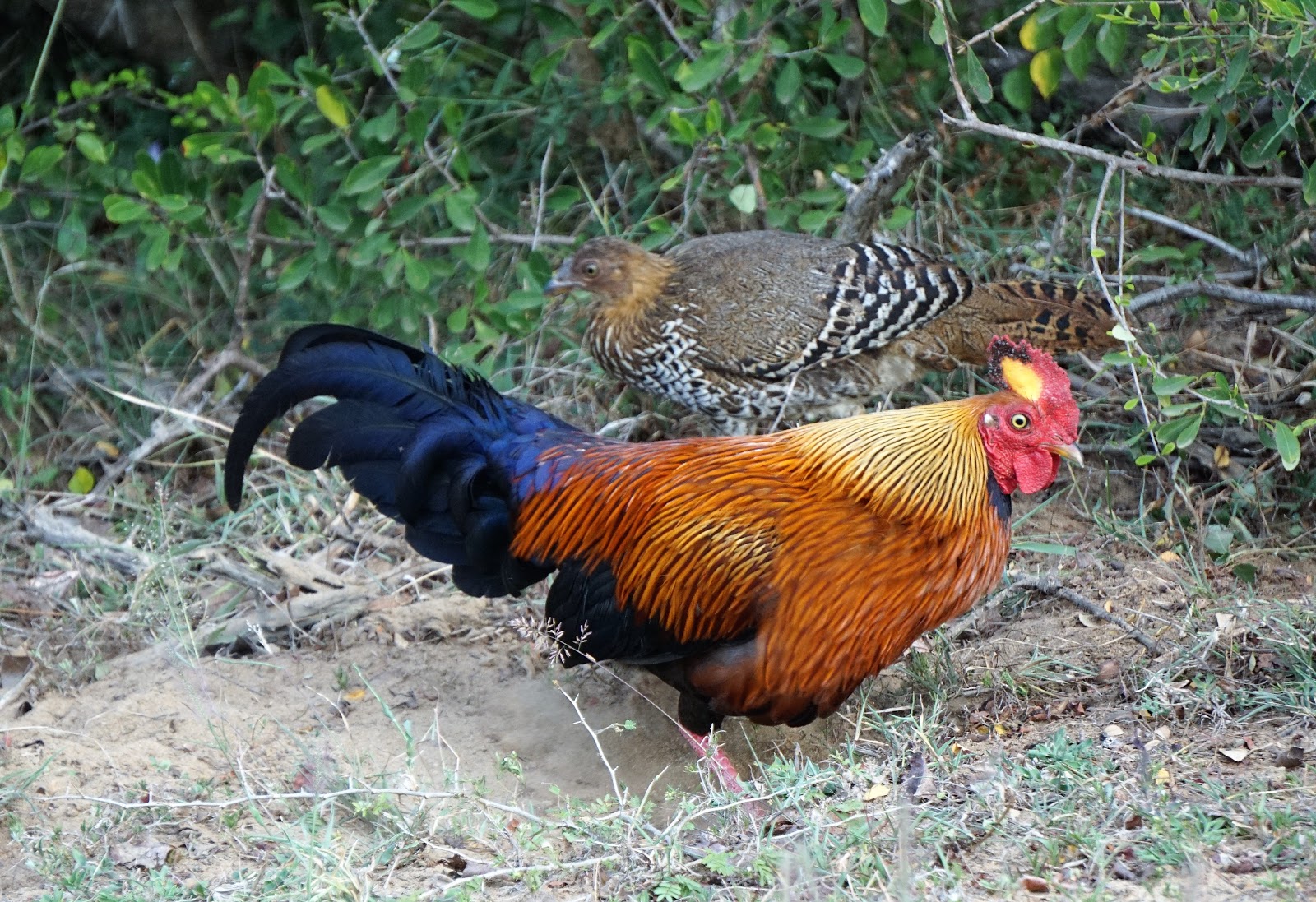 Souvenir Chronicles: SRI LANKA: YALA NATIONAL PARK