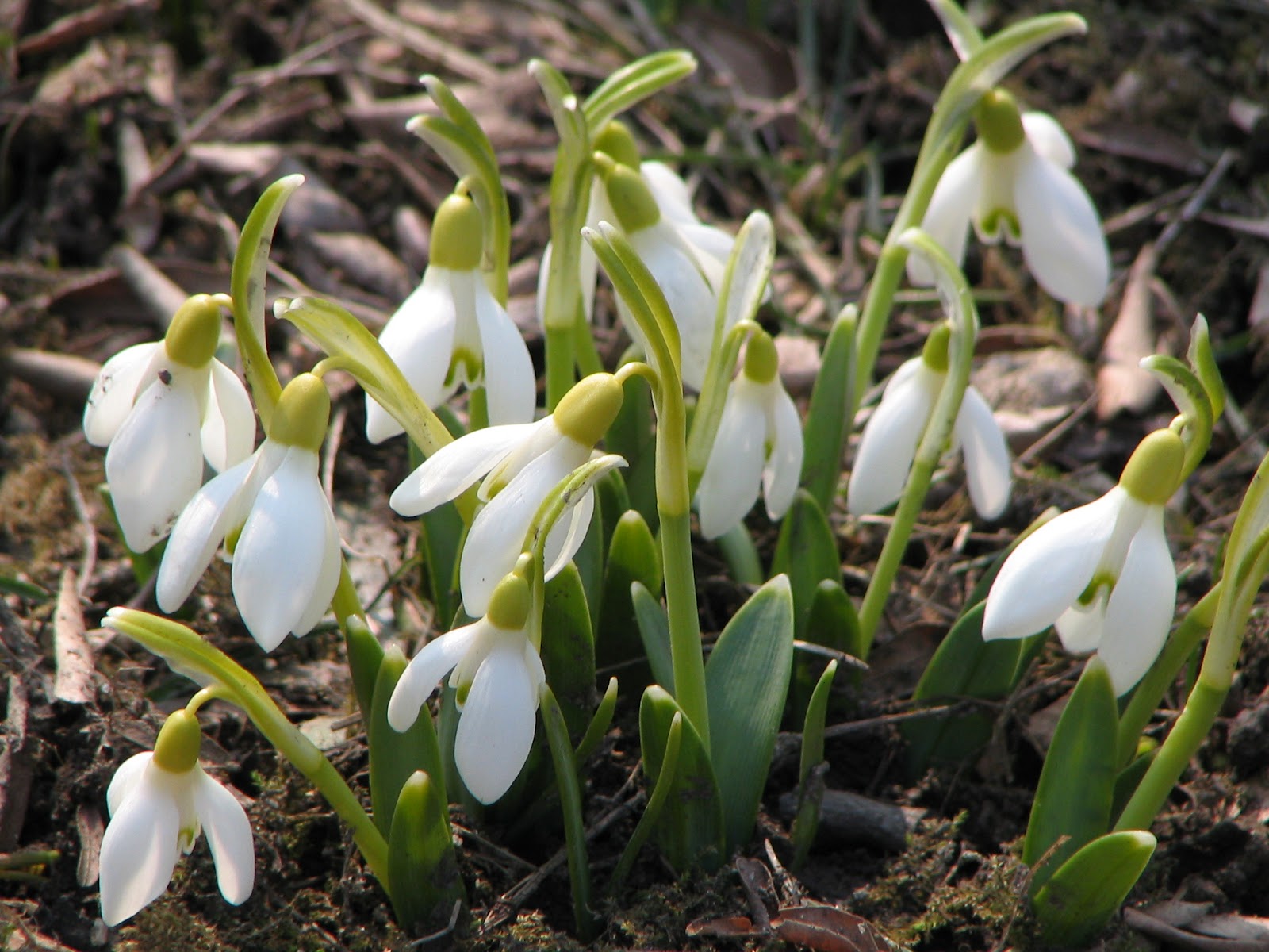LA MULȚI ANI, ROMÂNIA!: Ghiocei