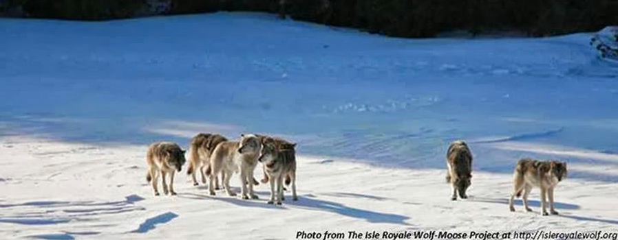 STOP WOLF HUNTS: MICHIGAN WOLVES ~ ACTIONS ~ NEWS