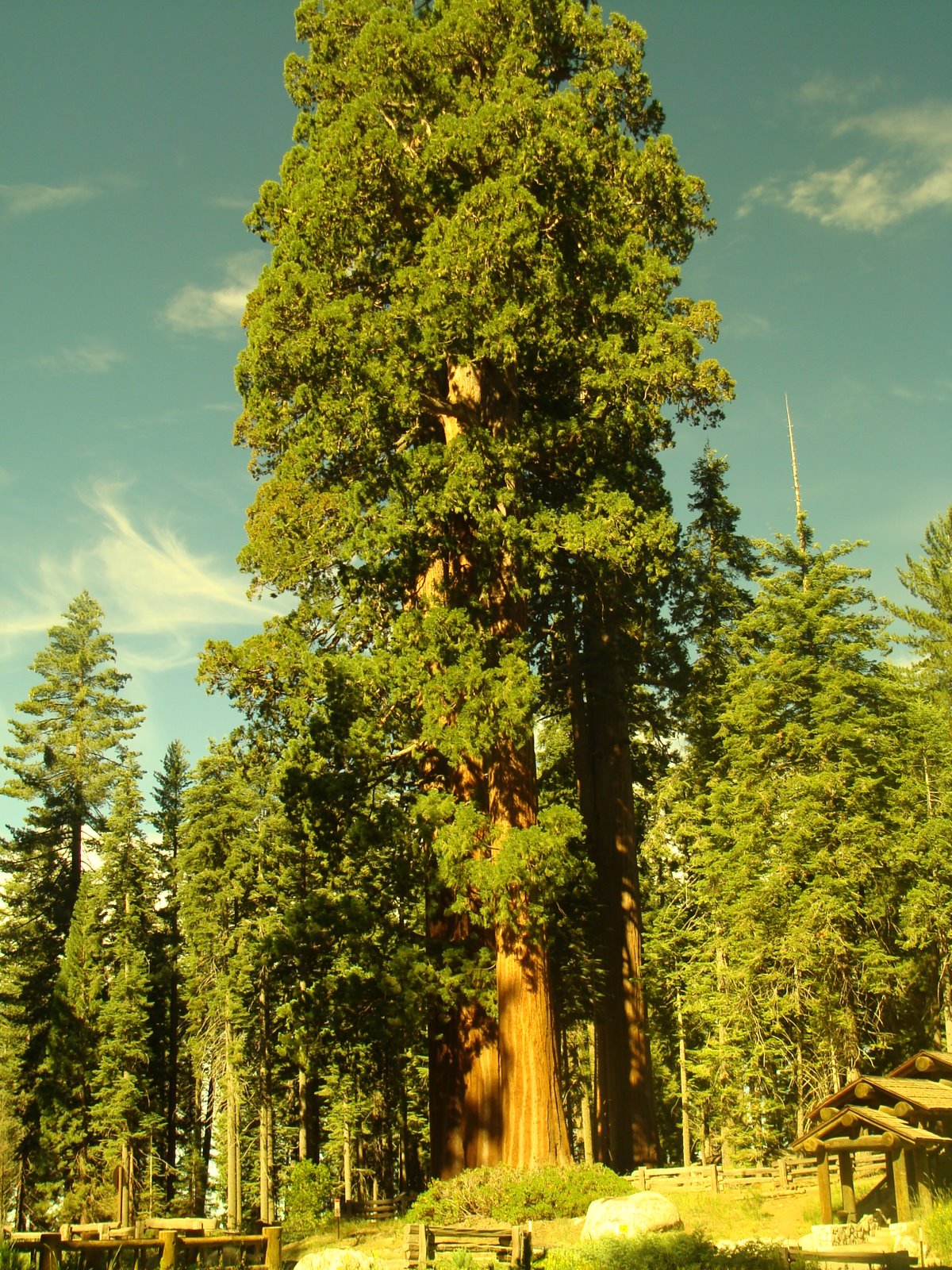 Lady A: Sequoia and Kings Canyon National Parks Lady A: Sequoia and Kings Canyon National Parks