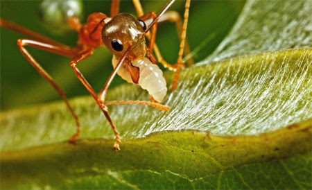 Semut Rangrang, Serangga yang Pandai Merangkai Daun | RE Tawon