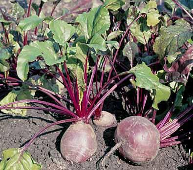 LJEKOVITO BILJE I LIJECENJE BILJEM: LJEKOVITO BILJE: Cvekla (Beta vulgaris)