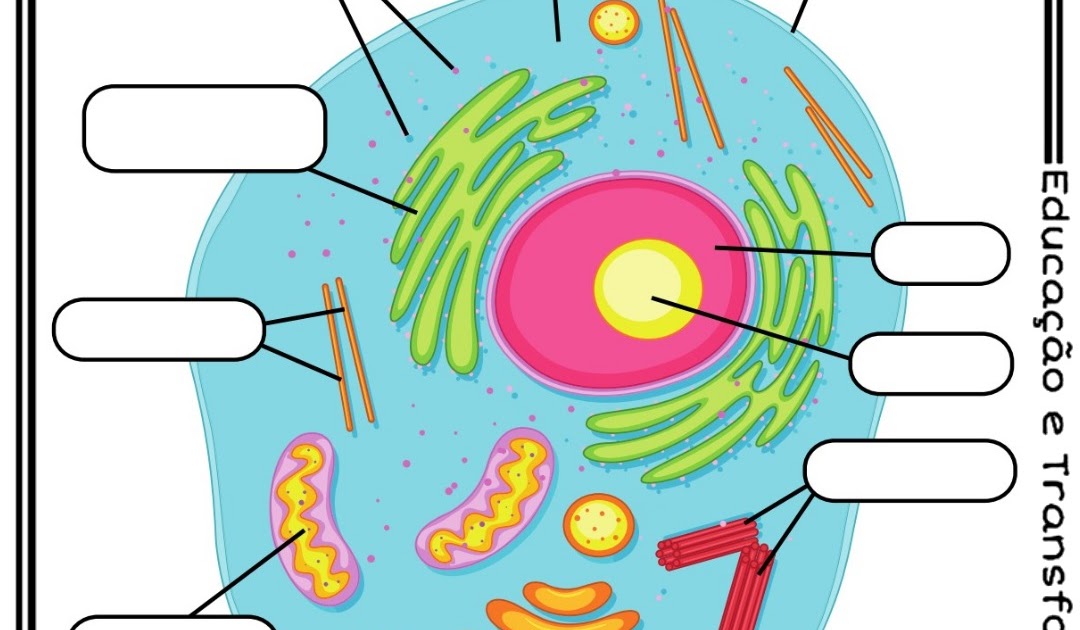 👍Ciências: estruturas de uma célula Atividade de ciências para ...