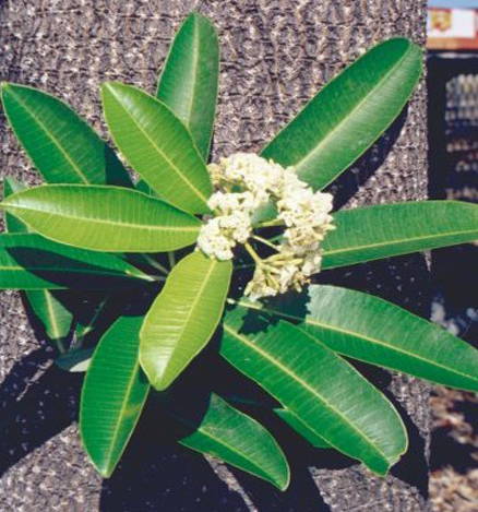 Penggunaan Pulai (Alstonia scholaria R. Br) di Berbagai Daerah untuk ...