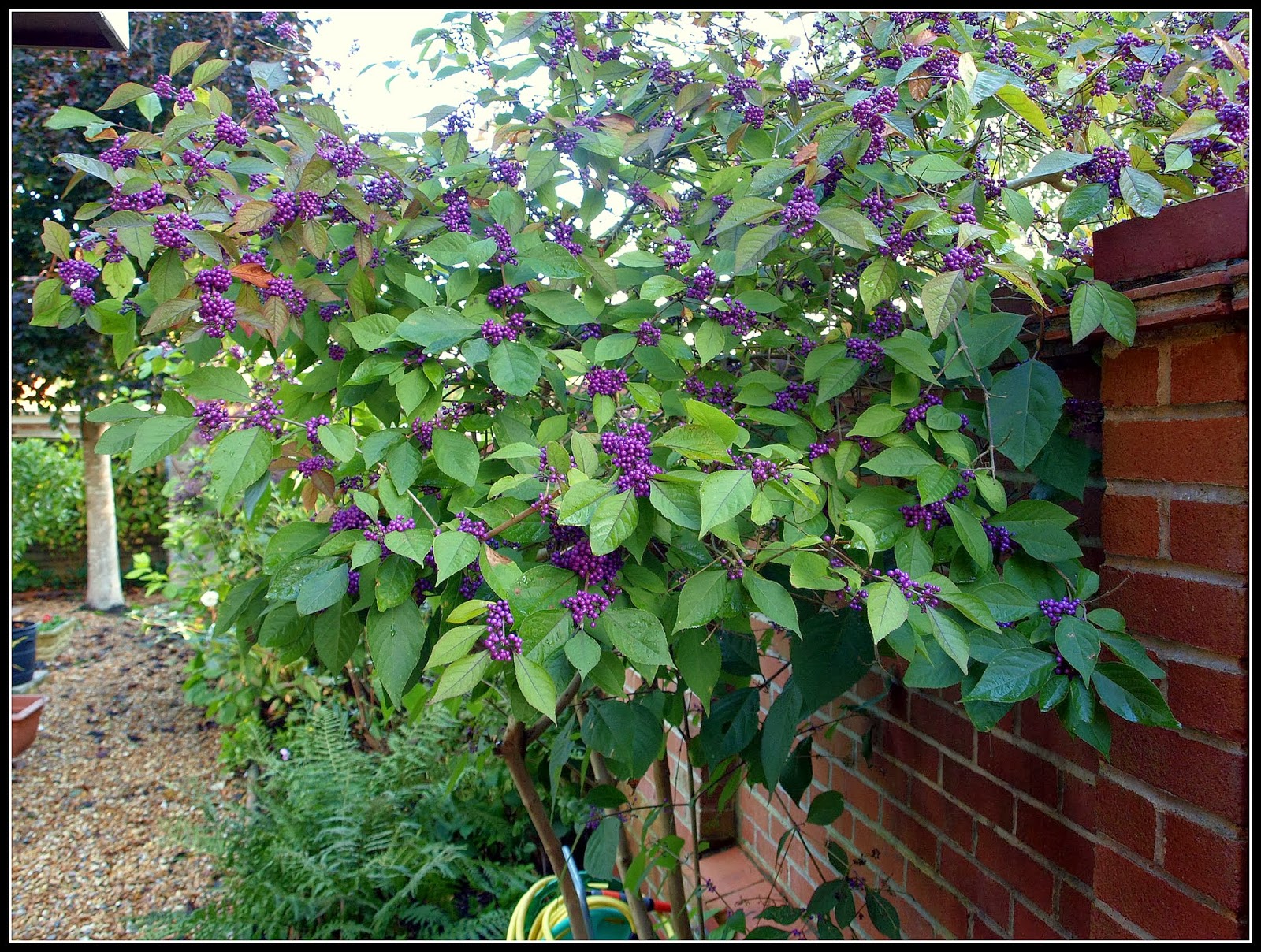 Mark's Veg Plot: Callicarpa
