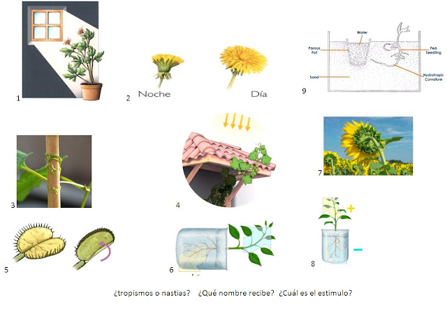 El "Asembroso" Mundo de las Plantas: La relación de las plantas