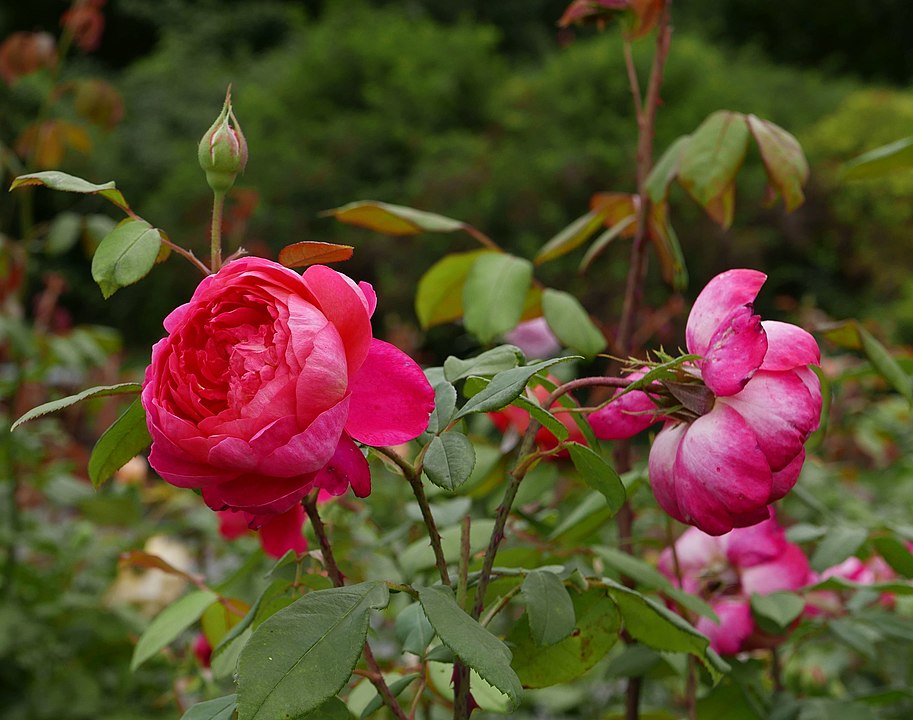 Breviario delle rose: Benjamin Britten (David Austin 2001)