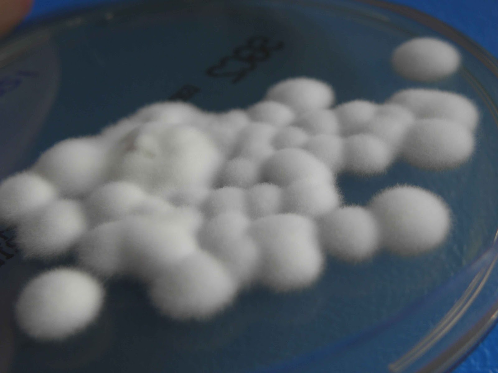 ATLAS MICOLOGIA: TRICHOPHYTON INTERDIGITALE