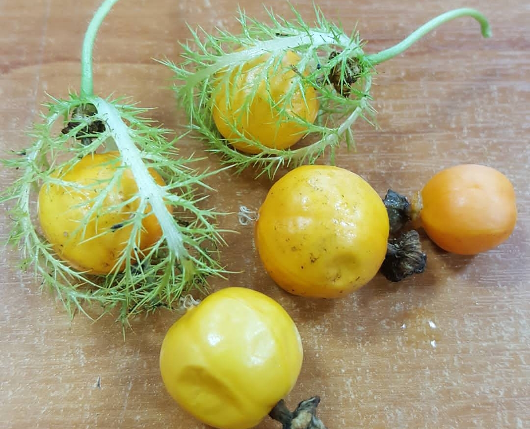 SUMBER ILHAM: KHASIAT BUAH LETUP LETUP