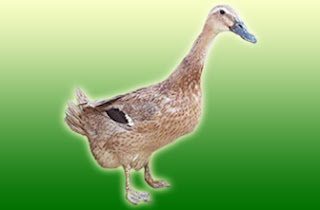 mengenal Itik Master - Elinotes - Review By Eli Setiawan