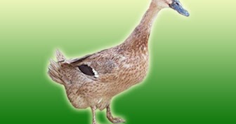 mengenal Itik Master - Elinotes - Review By Eli Setiawan