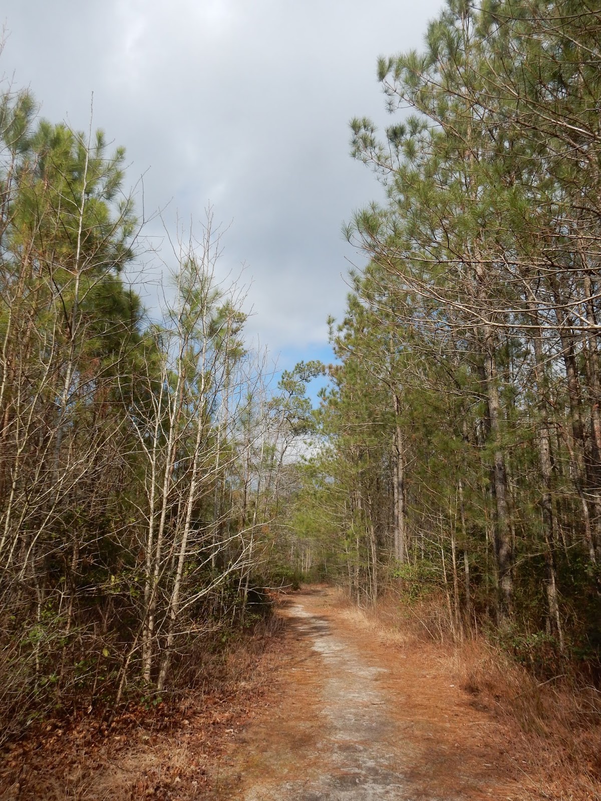 Natural Mid-Atlantic : MD Pocomoke State Forest, Algonquin Cross County ...