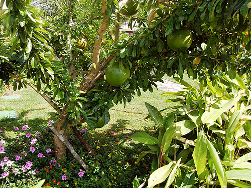 Coité do Nóia: História