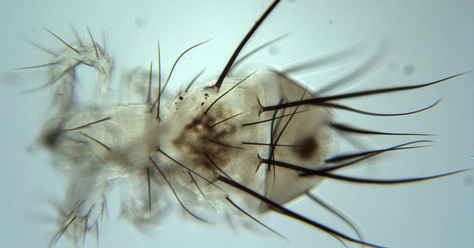 Variety of Life: Palaeacaridae