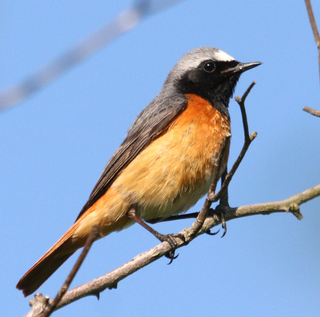 From a Tuscan Hillside: Our Visitors