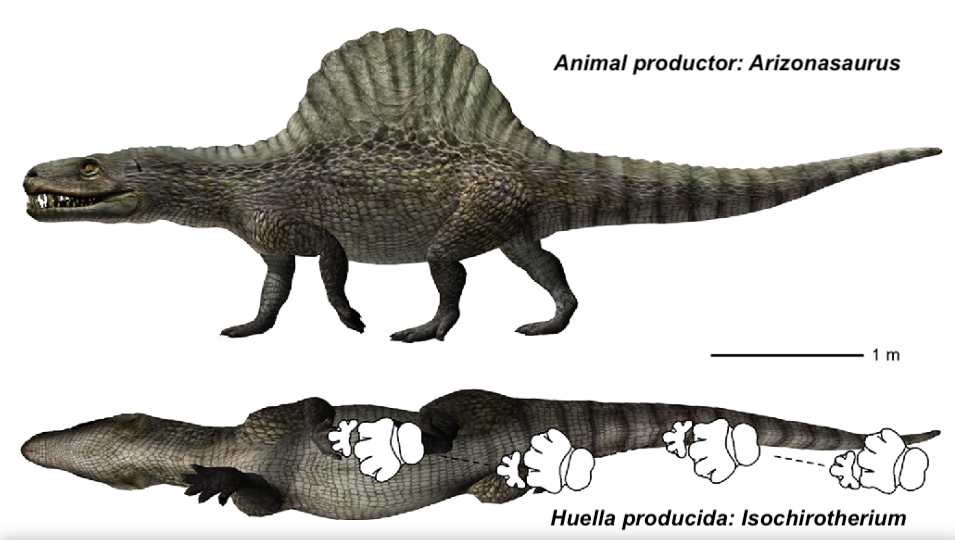 Mi Geoblog: Geologia y más: NUEVO YACIMIENTO DE ICNITAS DE DINOSAURIO ...