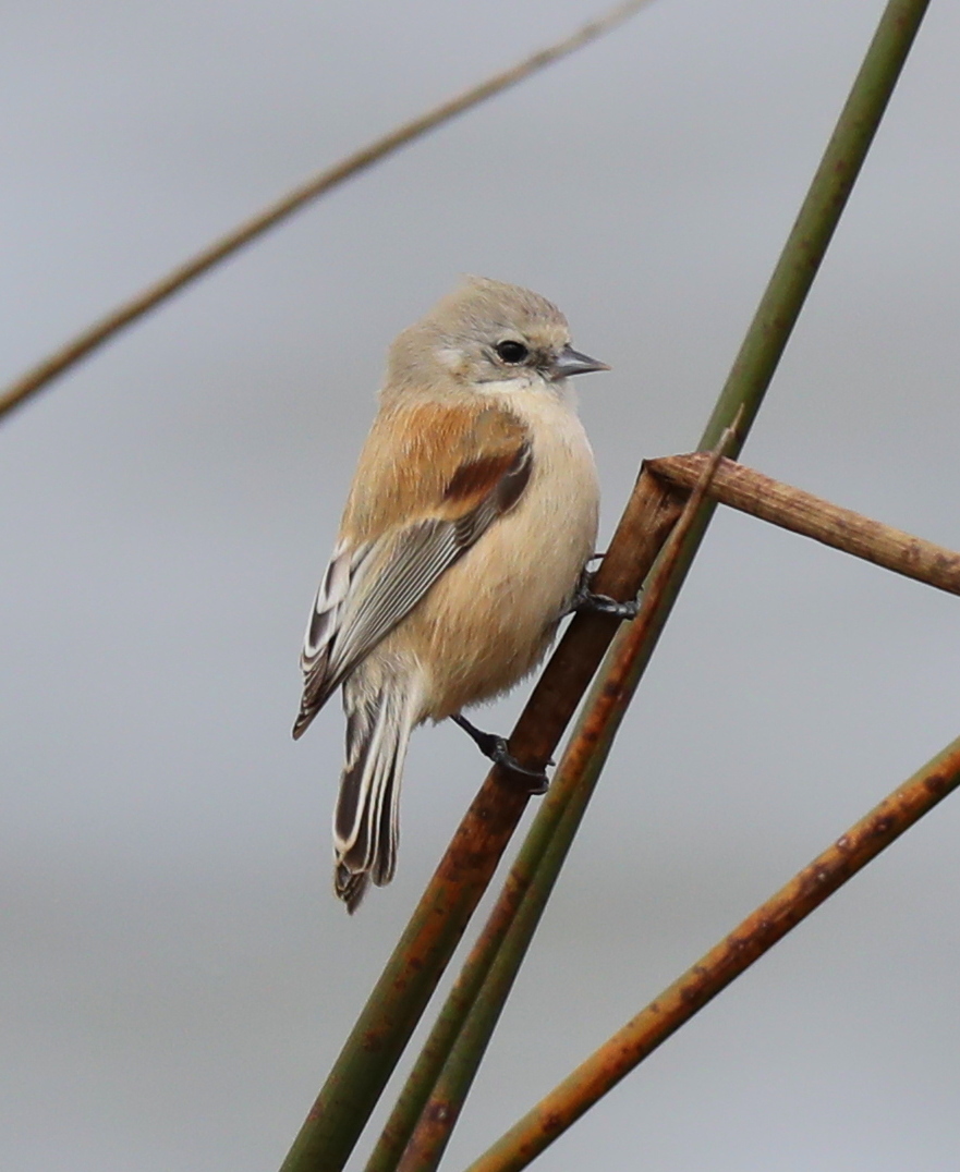 Blog de aves: Instantes alados: pájaro moscón europeo