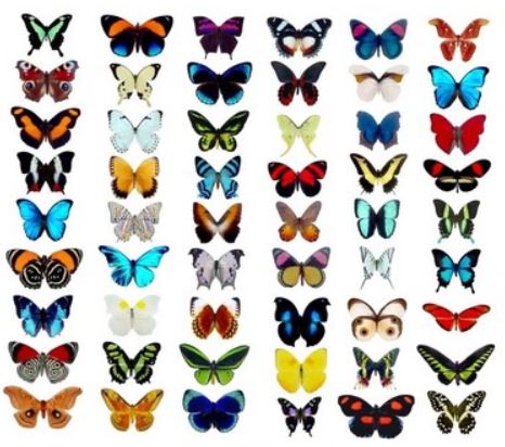 Butterfly Chart - Central