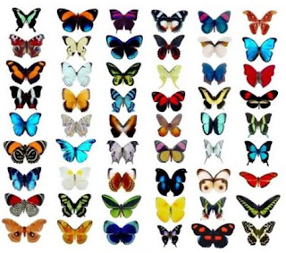 Butterfly Chart - Central