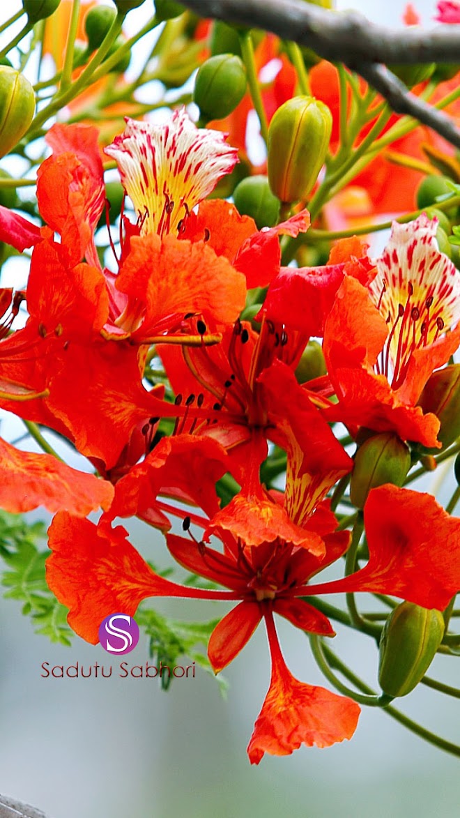 Wallpaper Handphone Bunga Ketapang