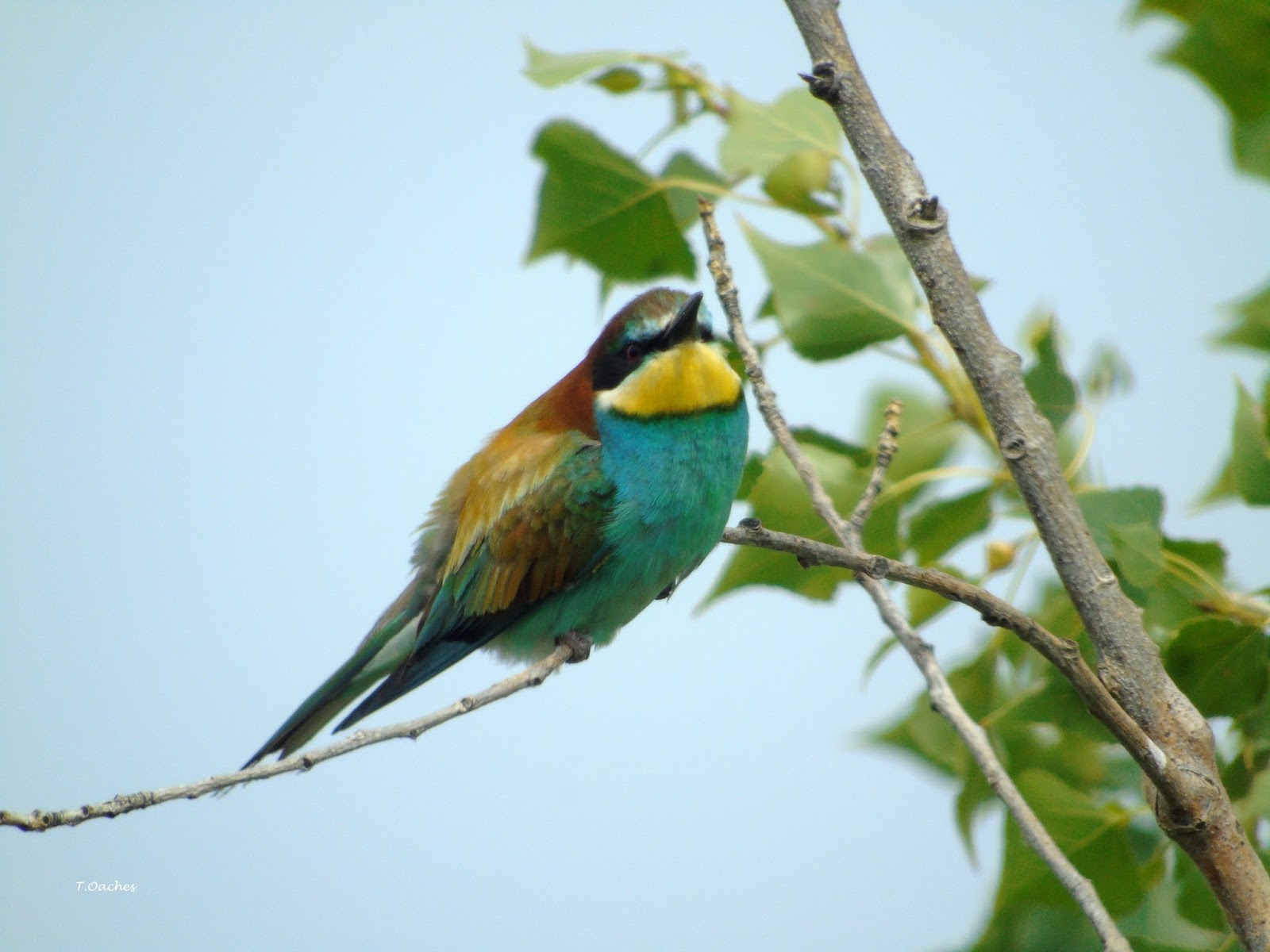PASARI DIN ROMANIA: PRIGORIE, Merops apiaster