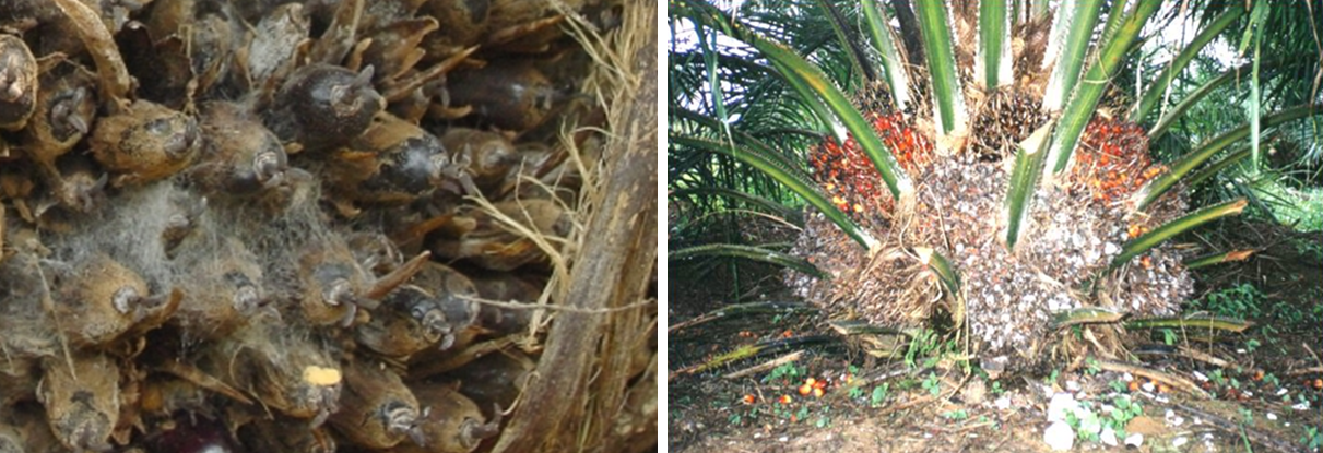 PENYAKIT BUSUK TANDAN KELAPA SAWIT (BUNCH ROT)