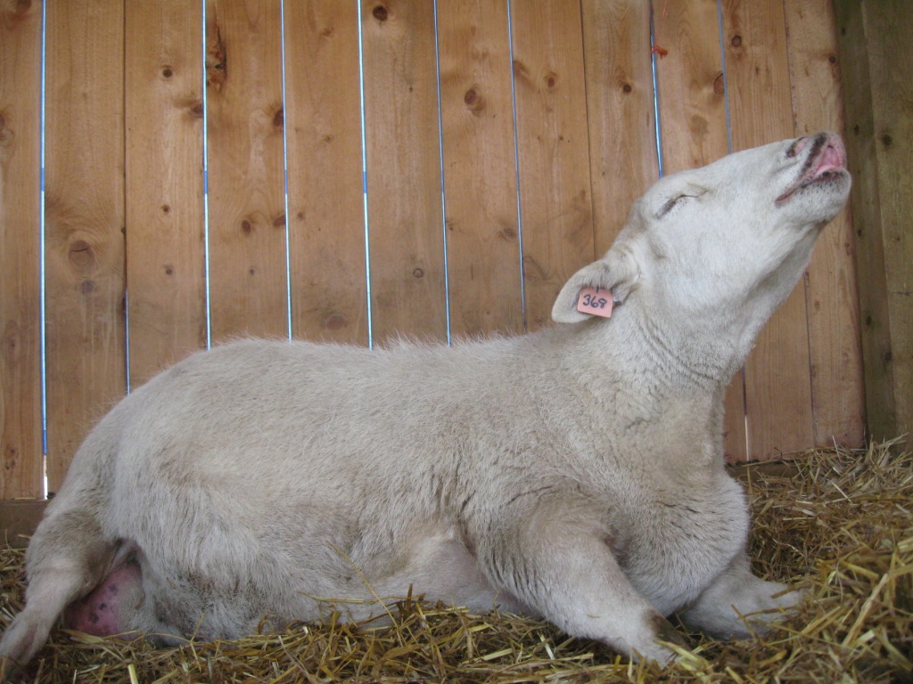 AVERY's KATAHDIN SHEEP: There is No Rushing a Pregnant Ewe