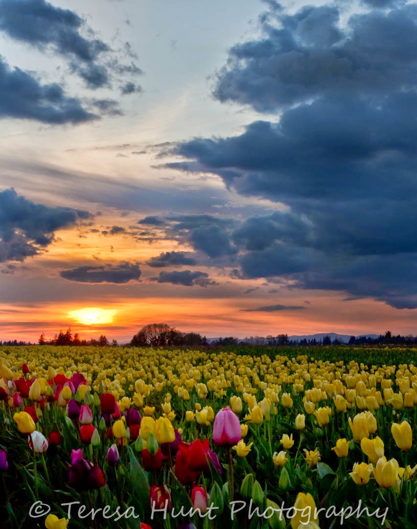 Teresa Hunt Photography: Sunset at the Tulip Fields