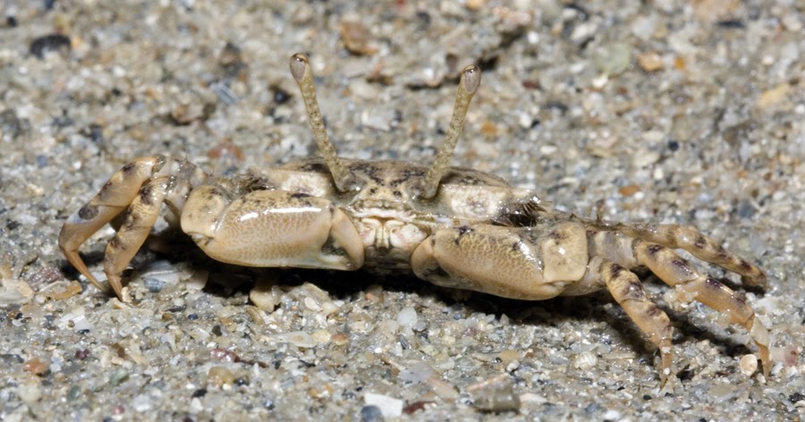 Real Monstrosities: Sentinel Crab