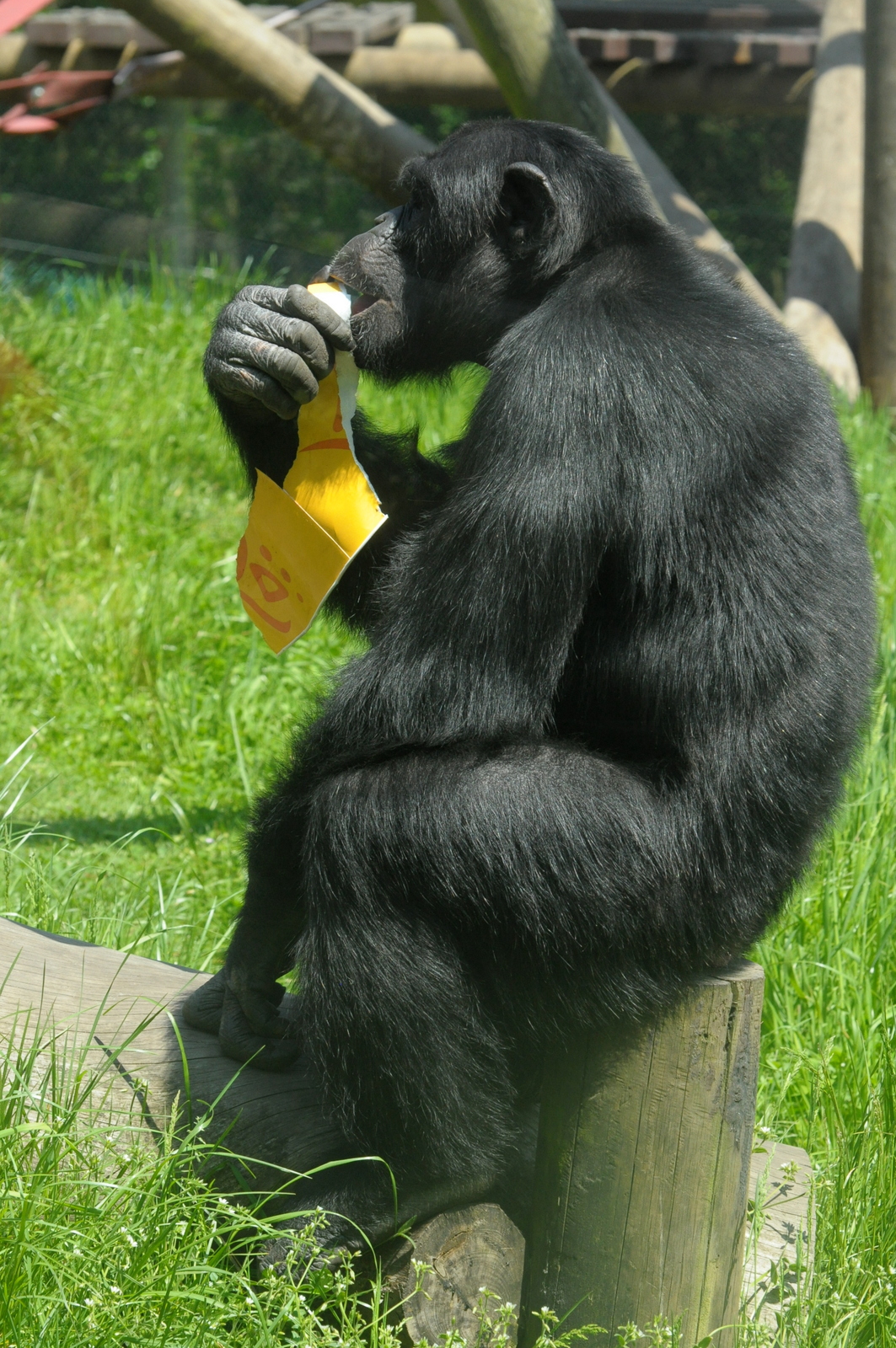 Cats, Dogs and Eiderdowns: A Visit to Monkey World and a Walk in the ...