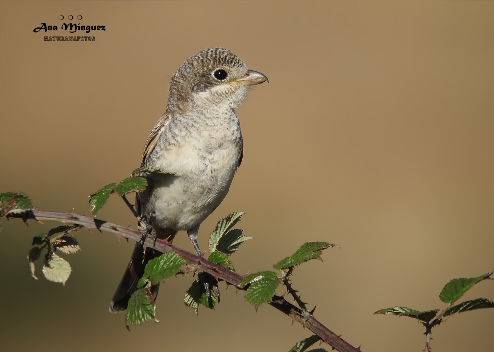 NATURANAFOTOS: Alcaudón común/ Woodchat shrike