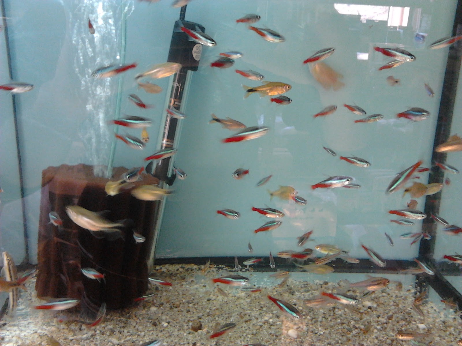 Pet Shop Resita: Pesti exotici