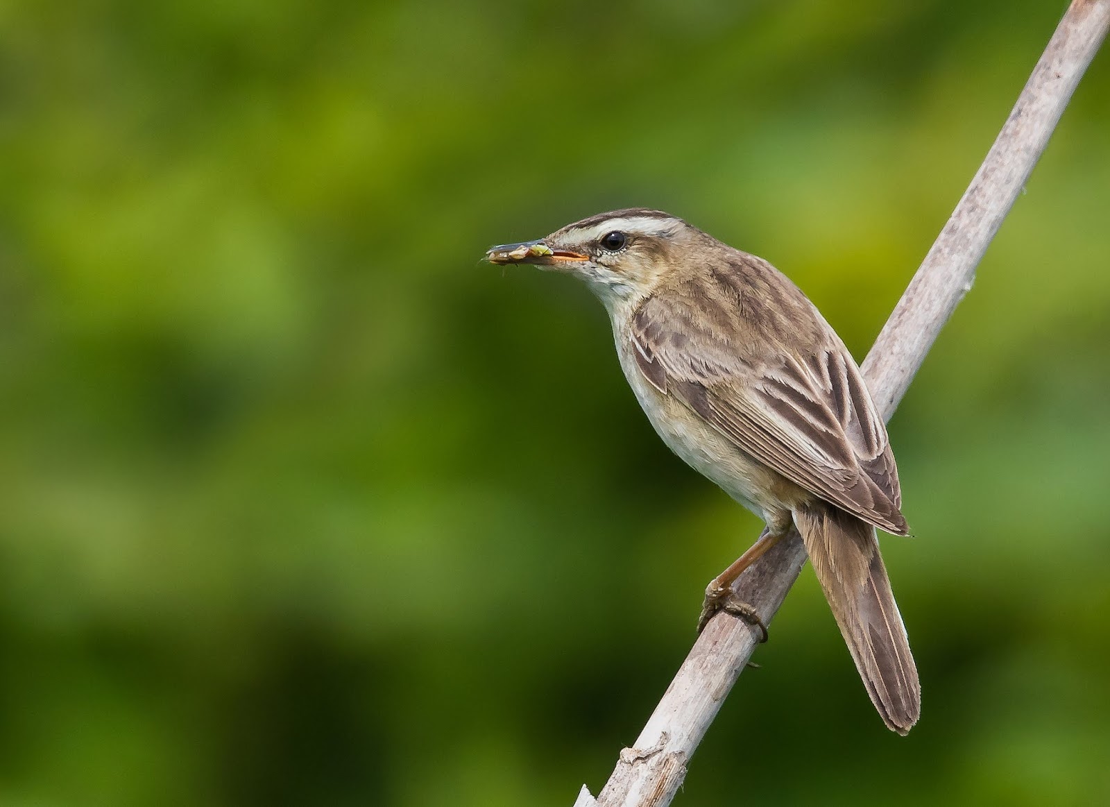 CAMBRIDGESHIRE BIRD CLUB GALLERY: Sedge Warbler