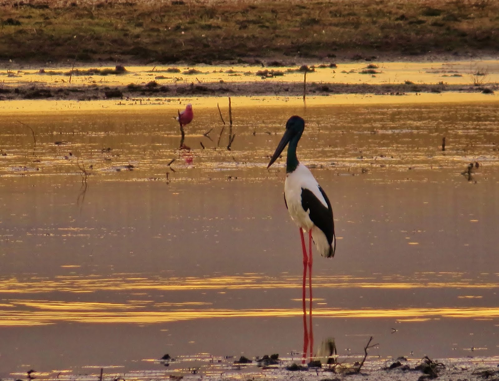 Inland birds make a dash for survival towards the coast