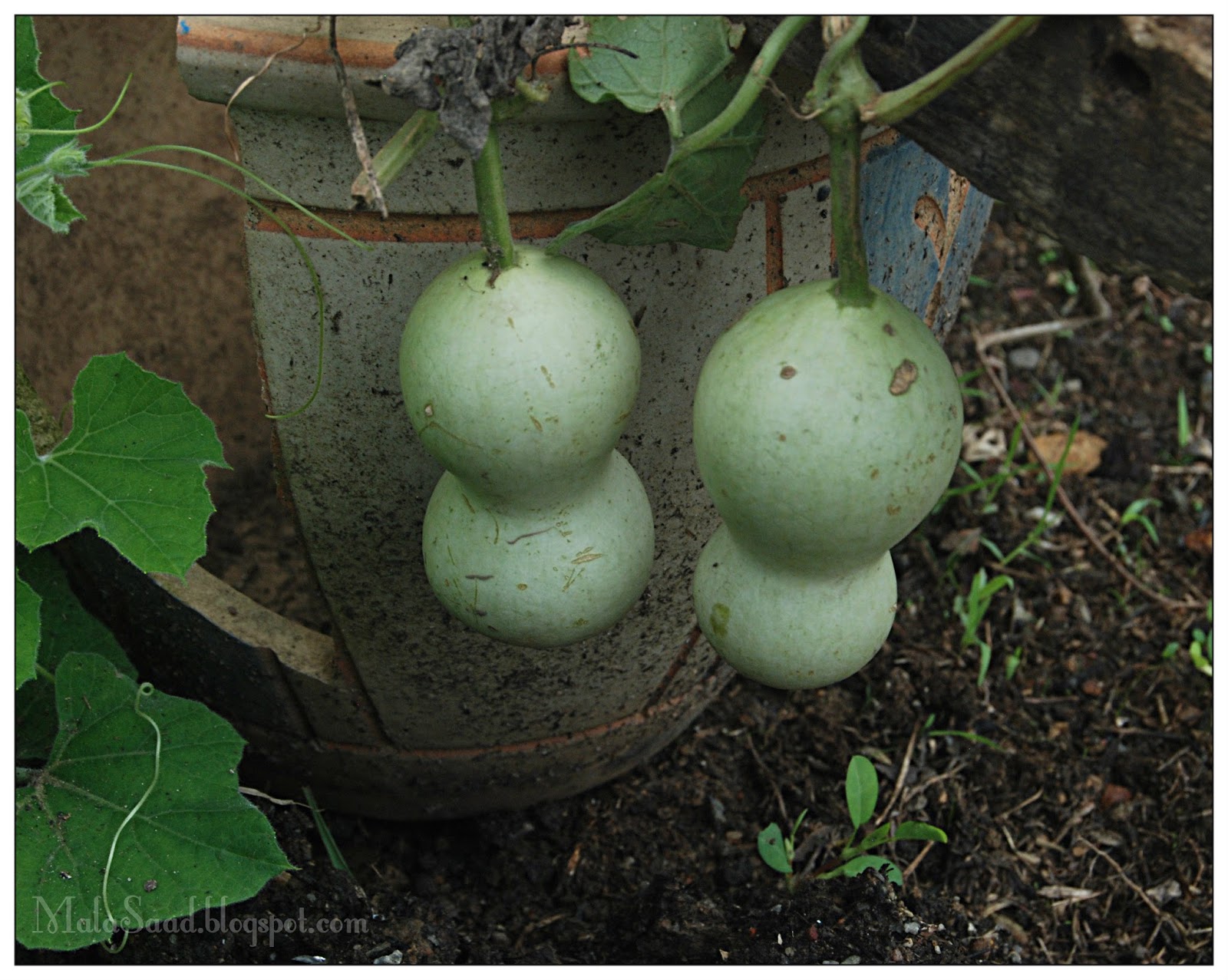 My Green Eye's: Labu Air