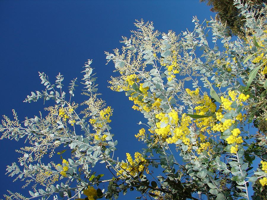 Snap Happy Birding: Another Aussie Icon; the Wattle