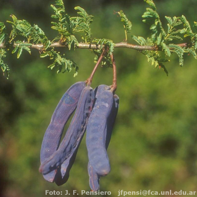 Argentina nativa: Espinillo negro (Vachiella astringens)