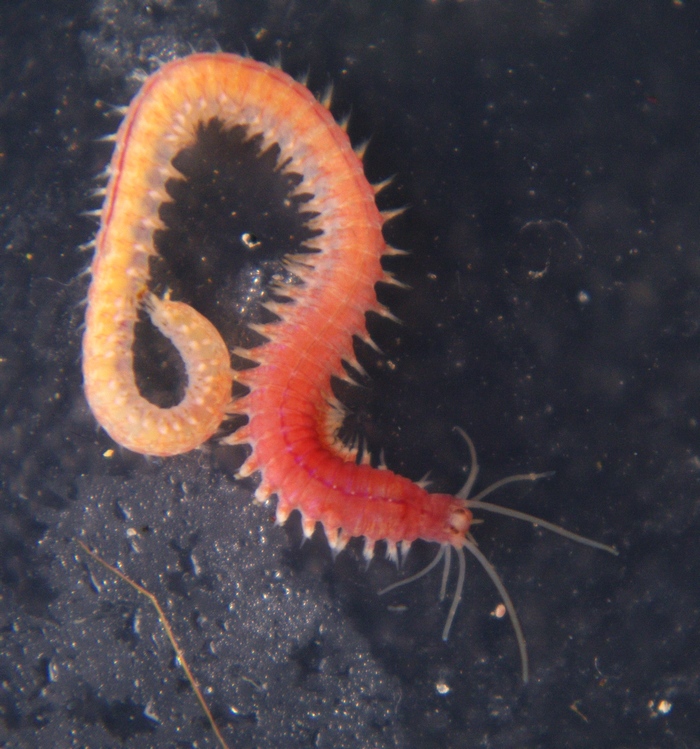 Kresten Hansen: Flad nereis