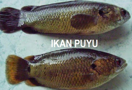 Ikan Puyu - Homecare24