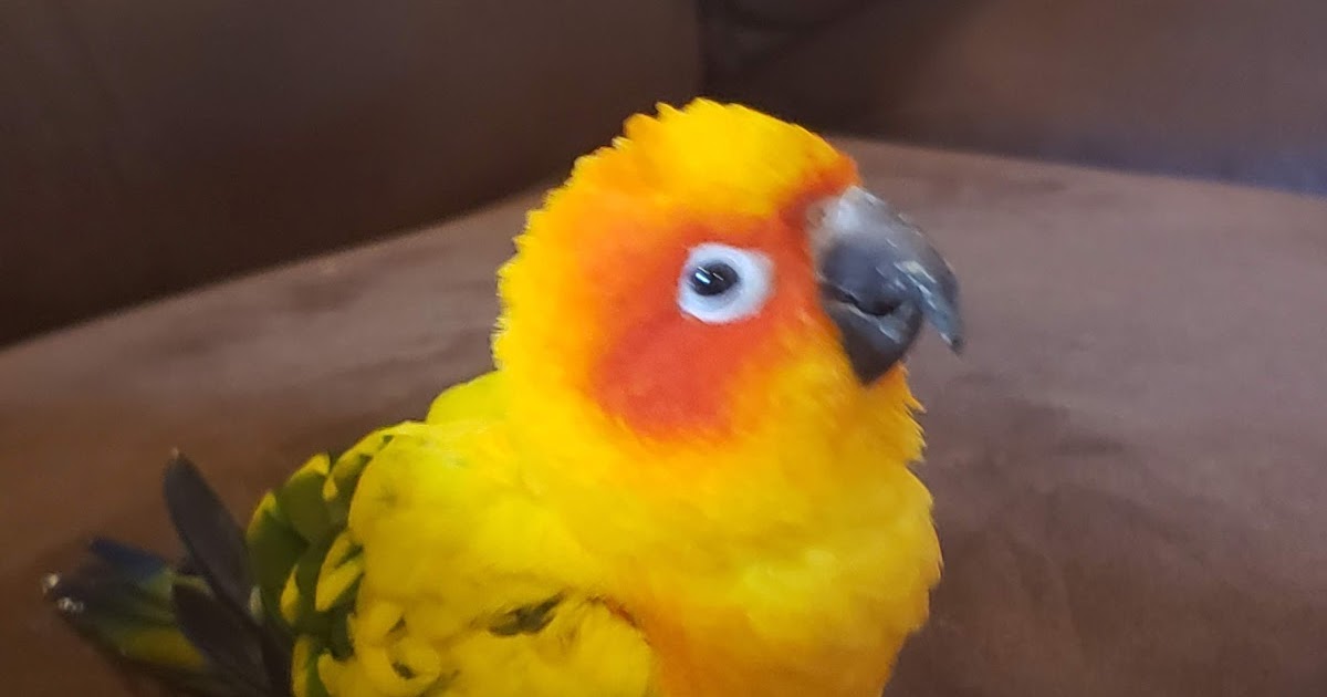 Sunny Sun Conure: Sunny is Here!