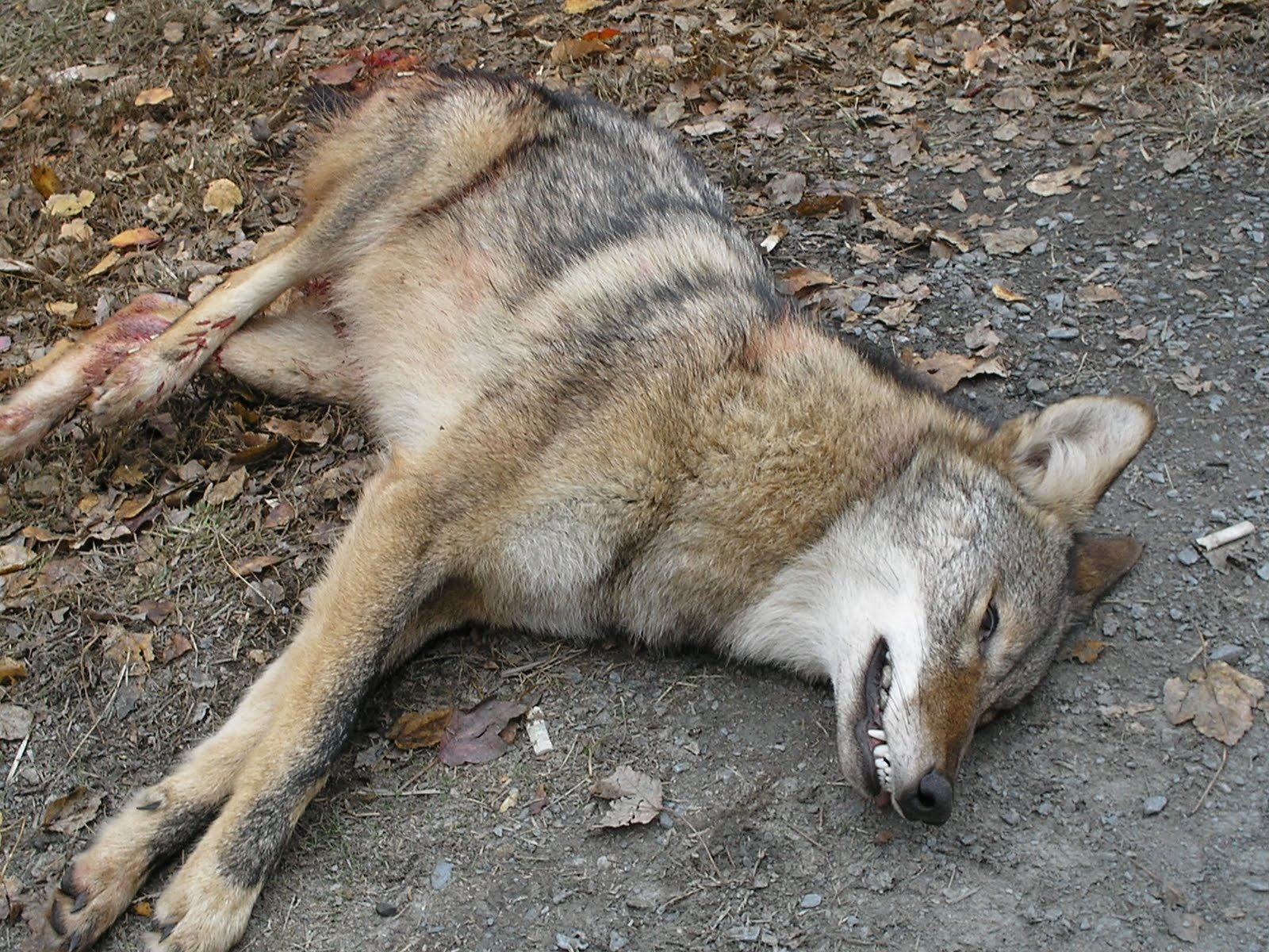 Protecting Animal Welfare Society (^._.^): Coyote Hunting