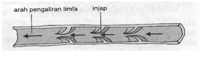 NOTA-NOTA PISMP PJ: Sistem limfa