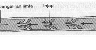 NOTA-NOTA PISMP PJ: Sistem limfa