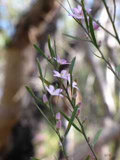 Sydney's Wildflowers and Native Plants: Eriostemon australasius - Pink ...