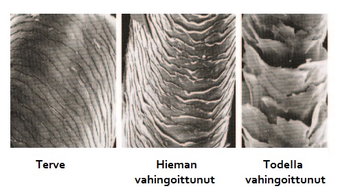 NOVIISISTA TUKKA TUNTIJAKSI: Hius ja sen rakenne